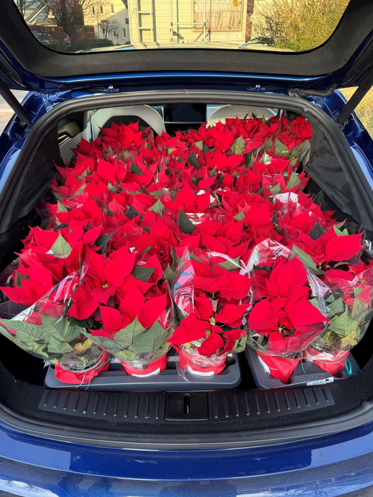 Weihnachtssterne für das SSB in Eversburg - Bürgerstiftung-OS